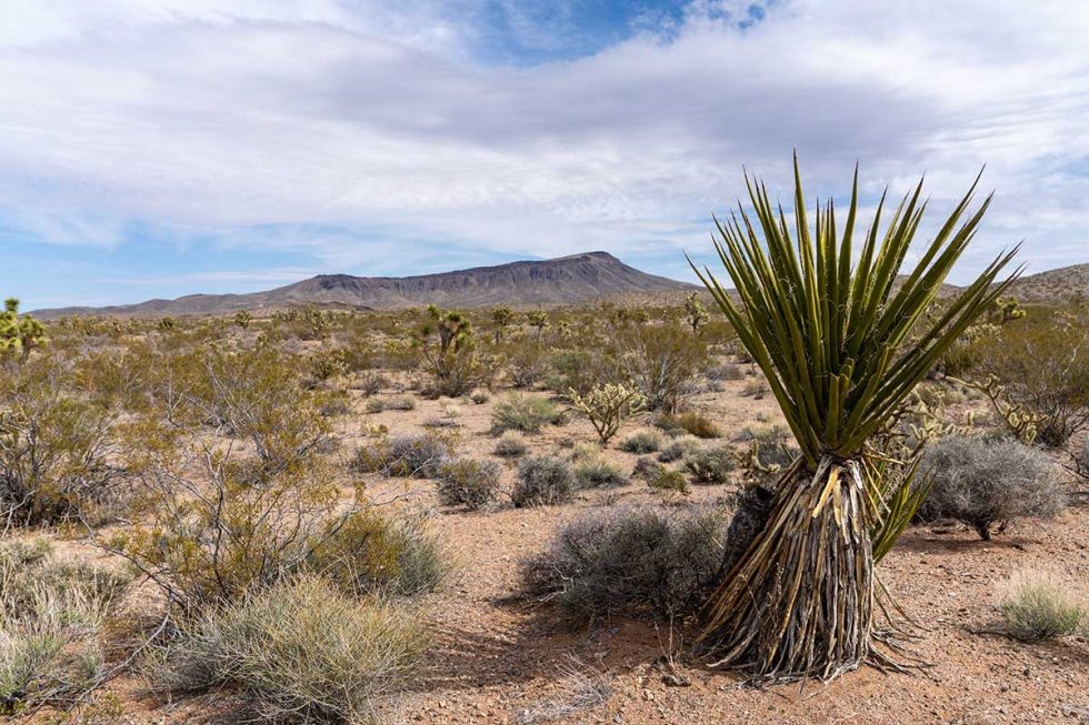 Windmill Acres Land.com | Western Land and Ranches